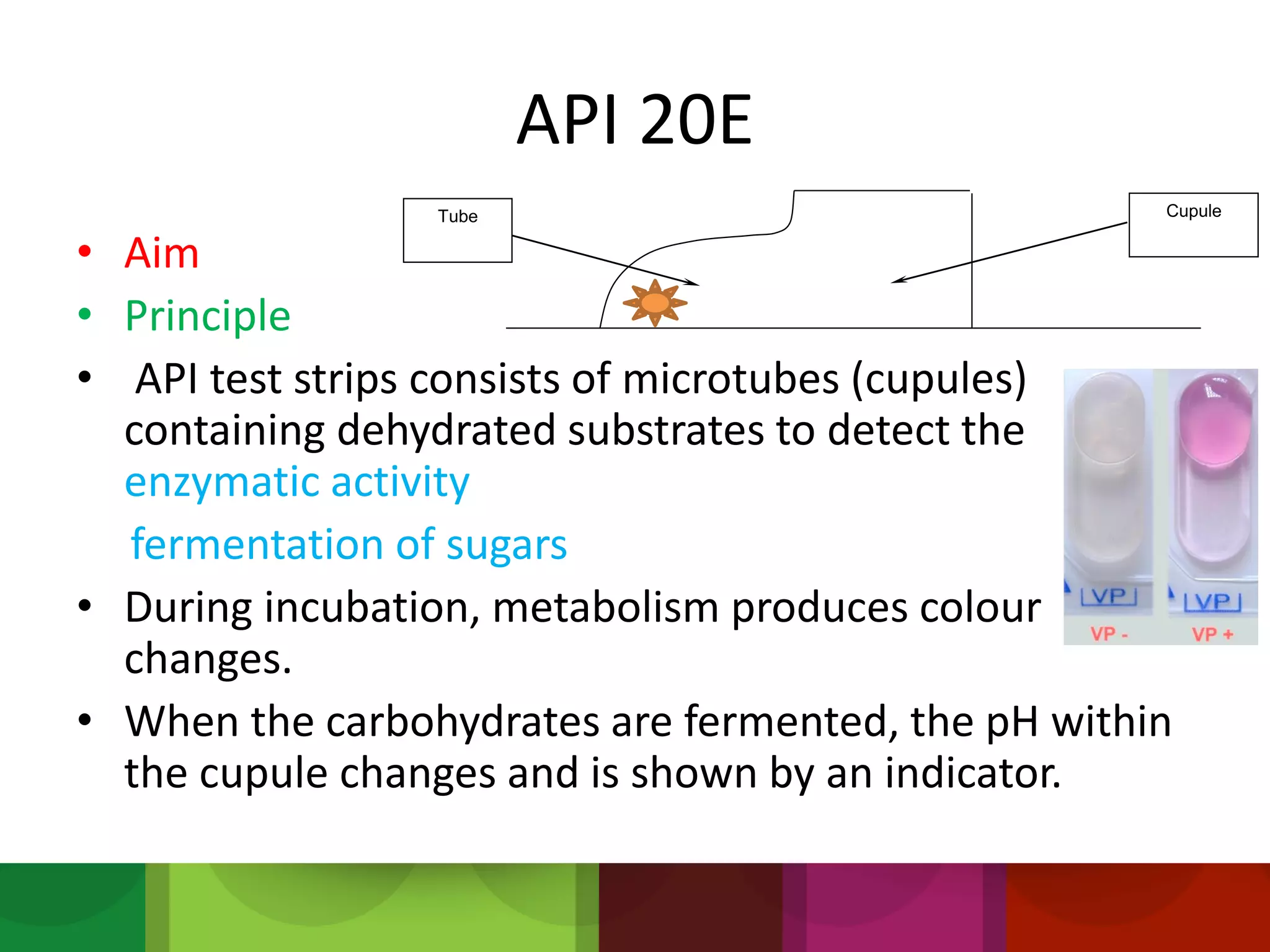 Api 20 e | PDF