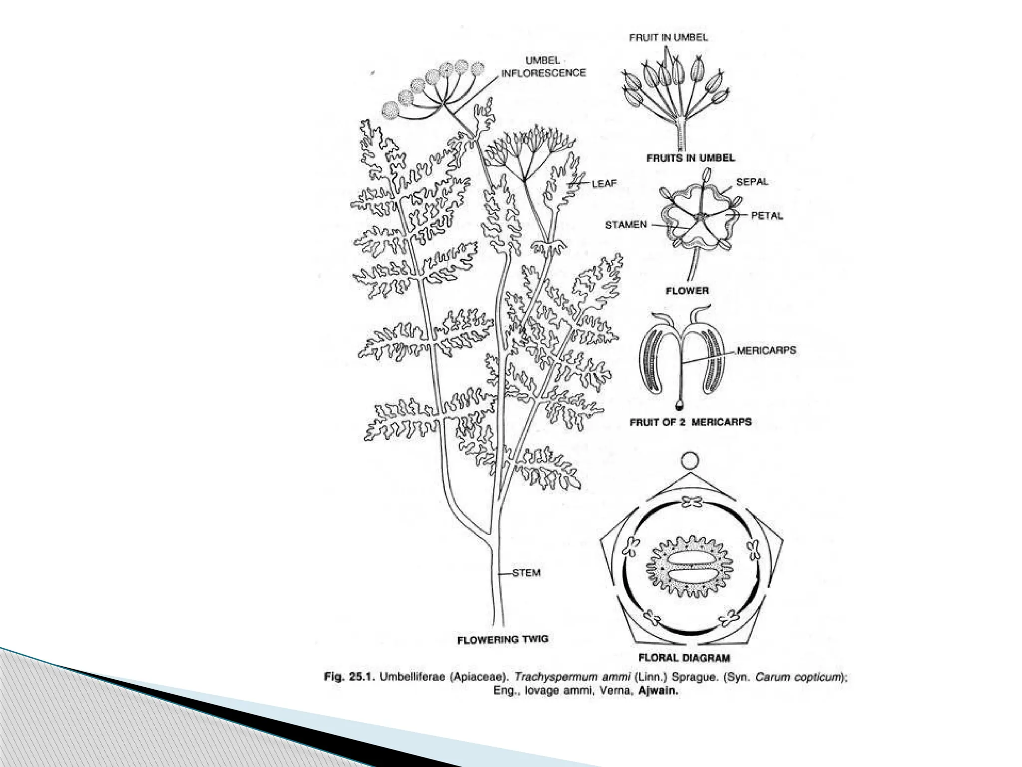 Apiaceae Family UG with photo, Example etc | PPTX