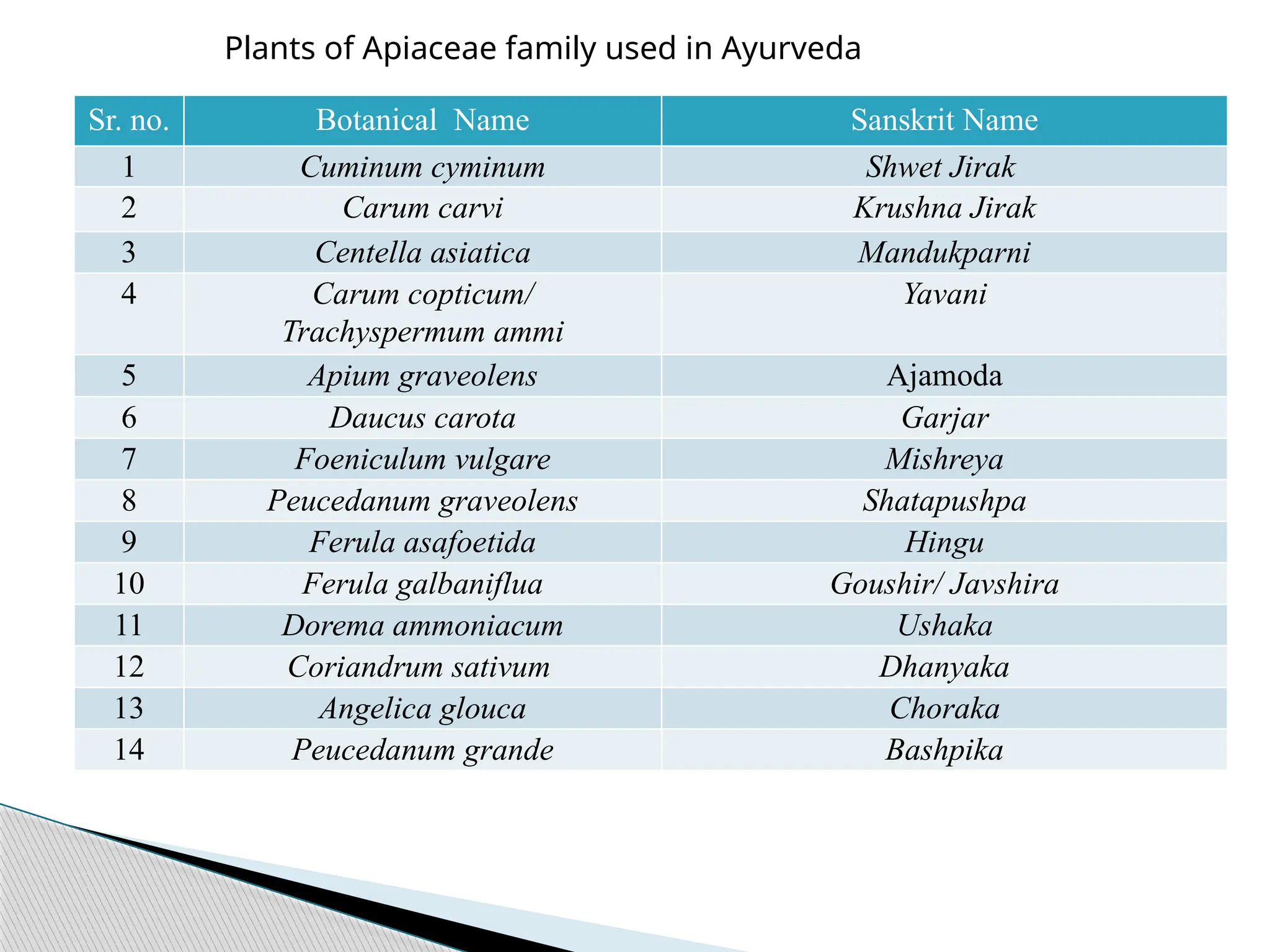 Apiaceae Family UG with photo, Example etc | PPTX