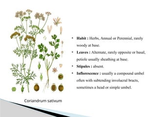 Apiaceae Family UG with photo, Example etc | PPT