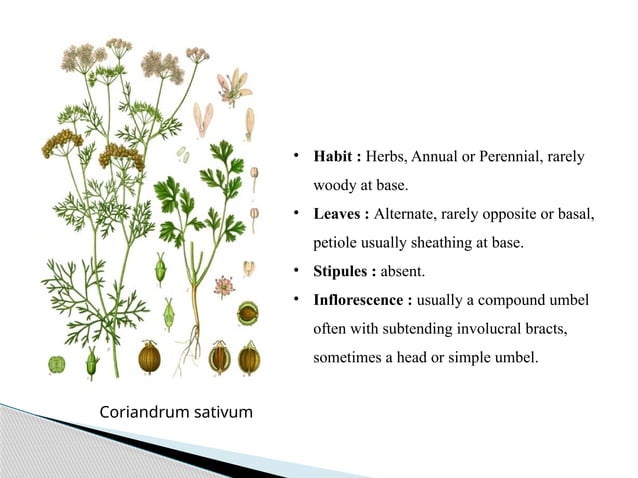 Apiaceae Family UG with photo, Example etc | PPTX