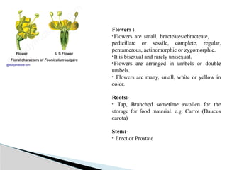 Apiaceae Family UG with photo, Example etc | PPT