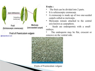 Apiaceae Family UG with photo, Example etc | PPT