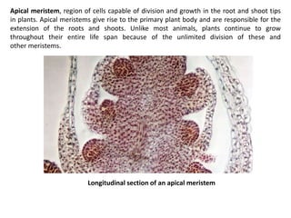 Apical Meristem | PPTX