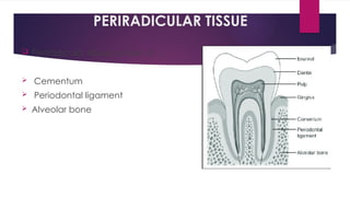 APICAL PERIODONTITIS AND ROOT CANAL TREATMENT.pptx