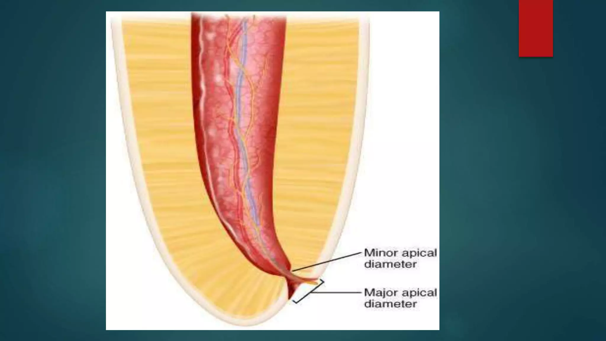 APICAL THIRD PPT.pptx