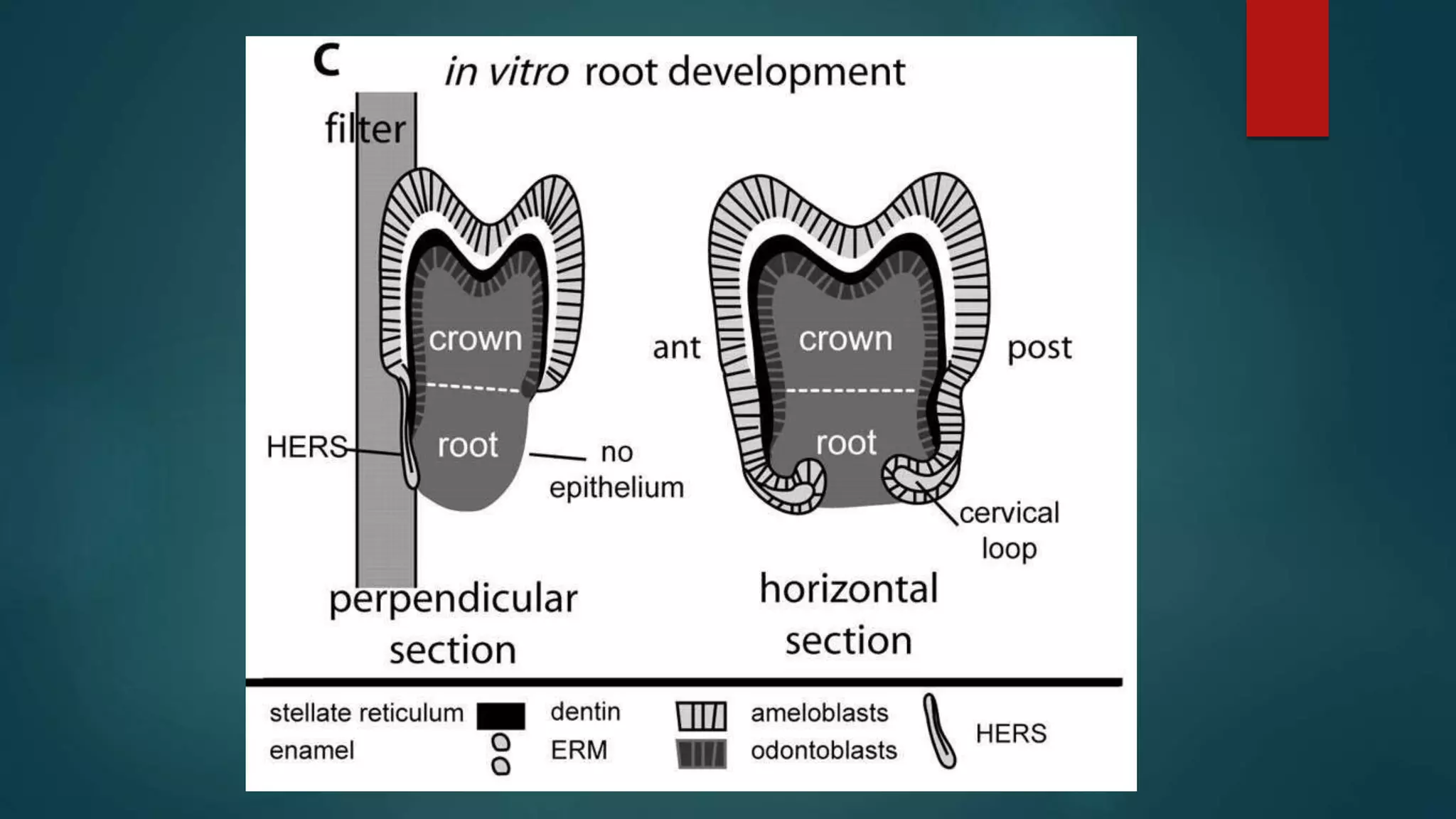 APICAL THIRD PPT.pptx