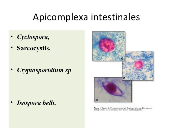 Apicomplexa