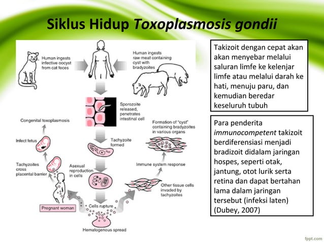 Apicoplas toxoplasmosis | PPT