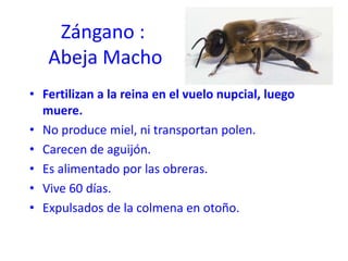 APICULTURA- Taller 2.pptx
