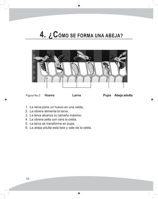 Apicultura ecologica productividad | PDF