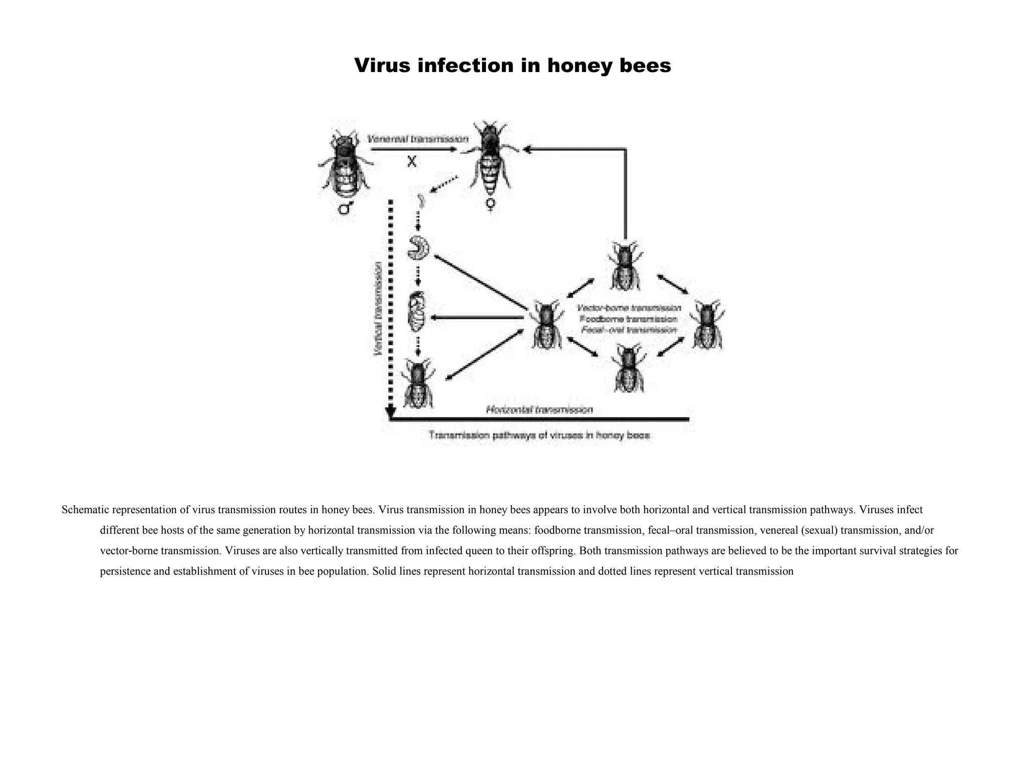 honey bees in India | PPT