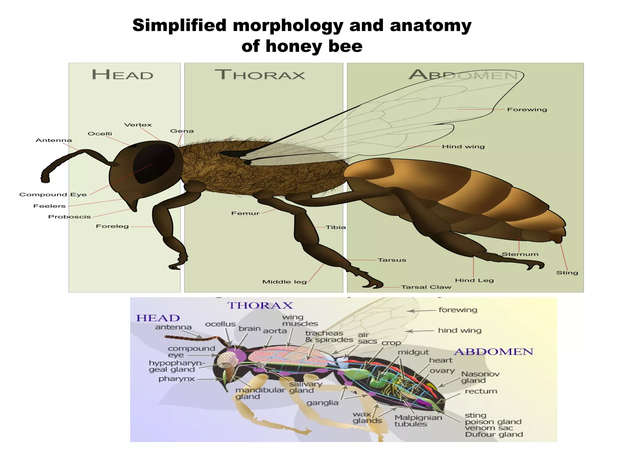 honey bees in India | PPT