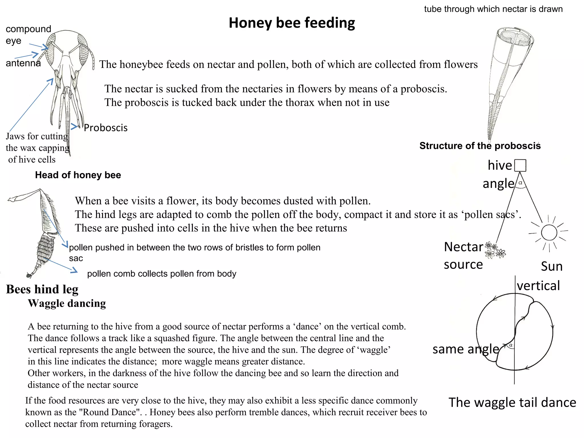 honey bees in India | PPT