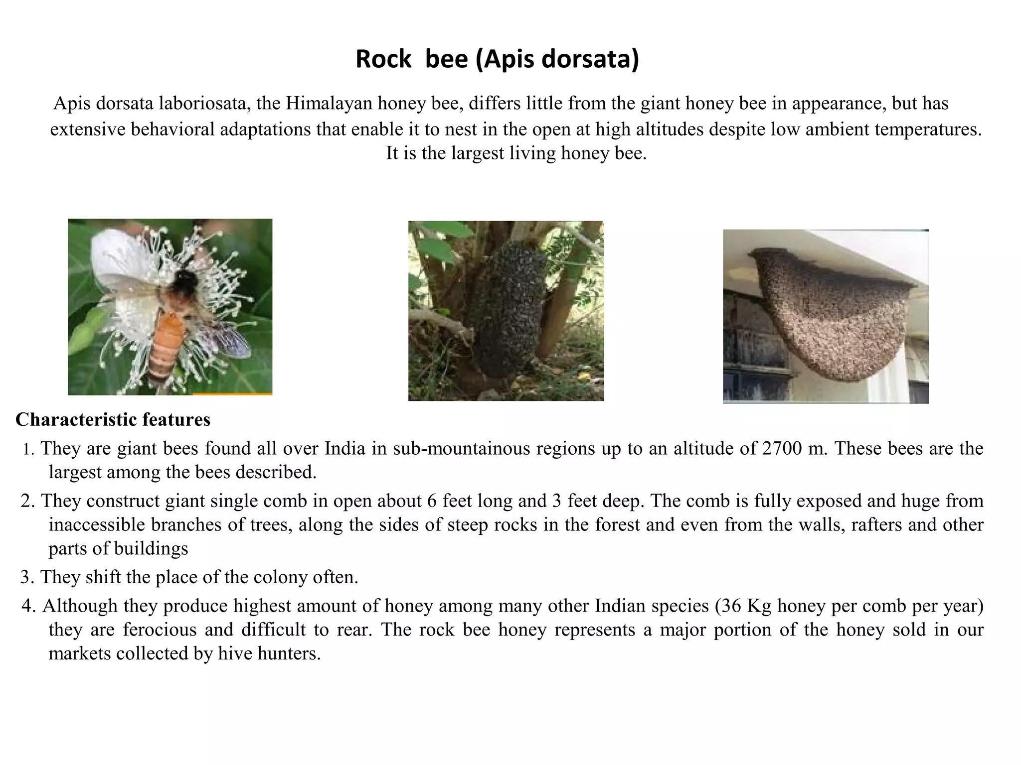 honey bees in India | PPT
