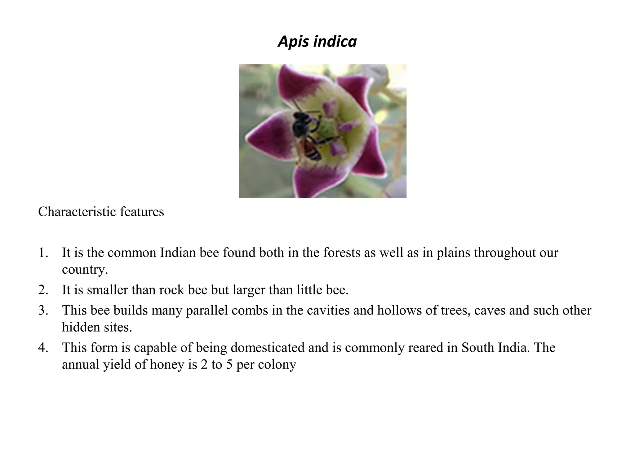 honey bees in India | PPT