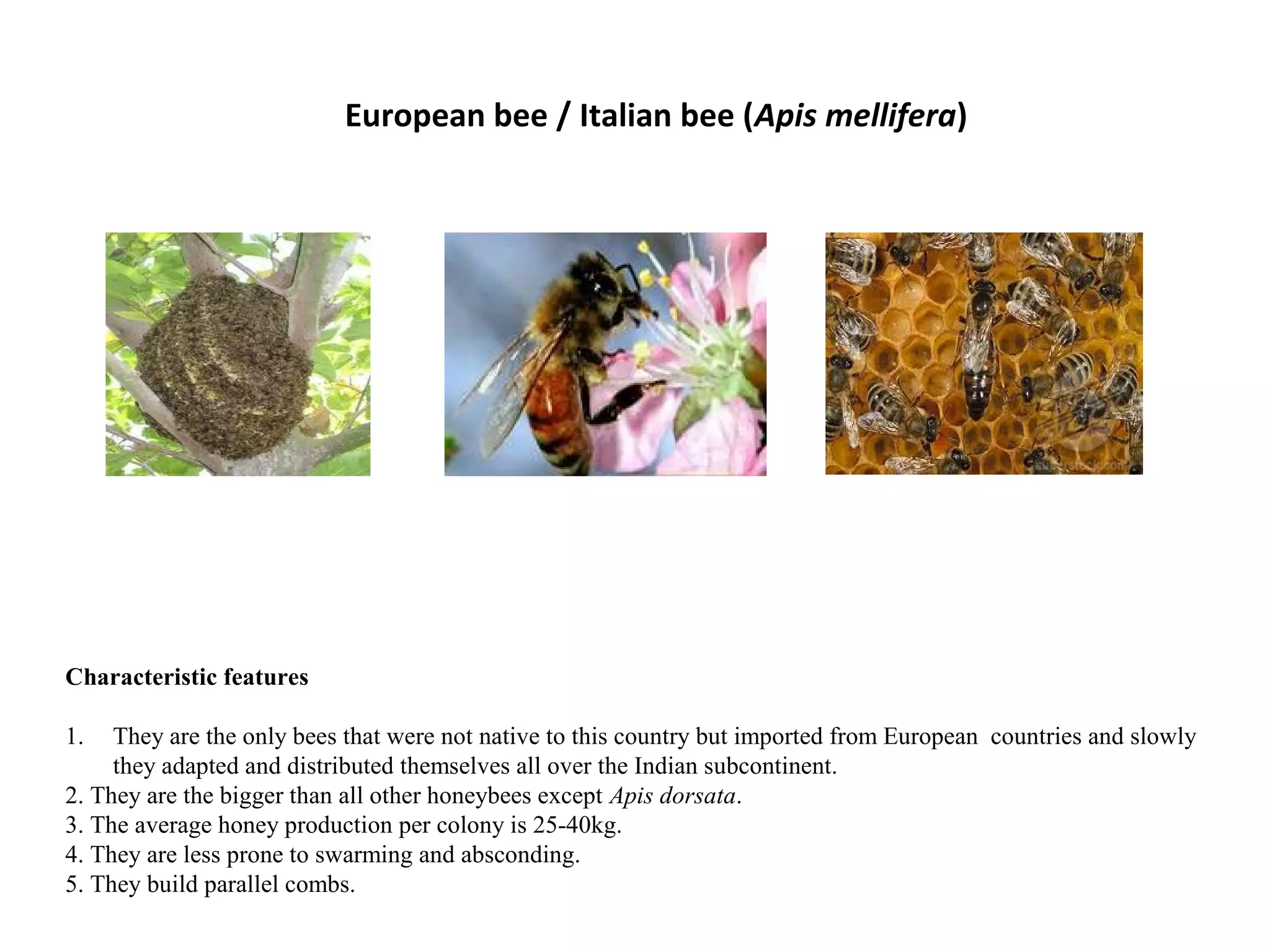 honey bees in India | PPT