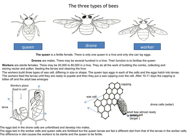 honey bees in India | PPT