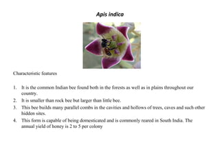 honey bees in India | PPT