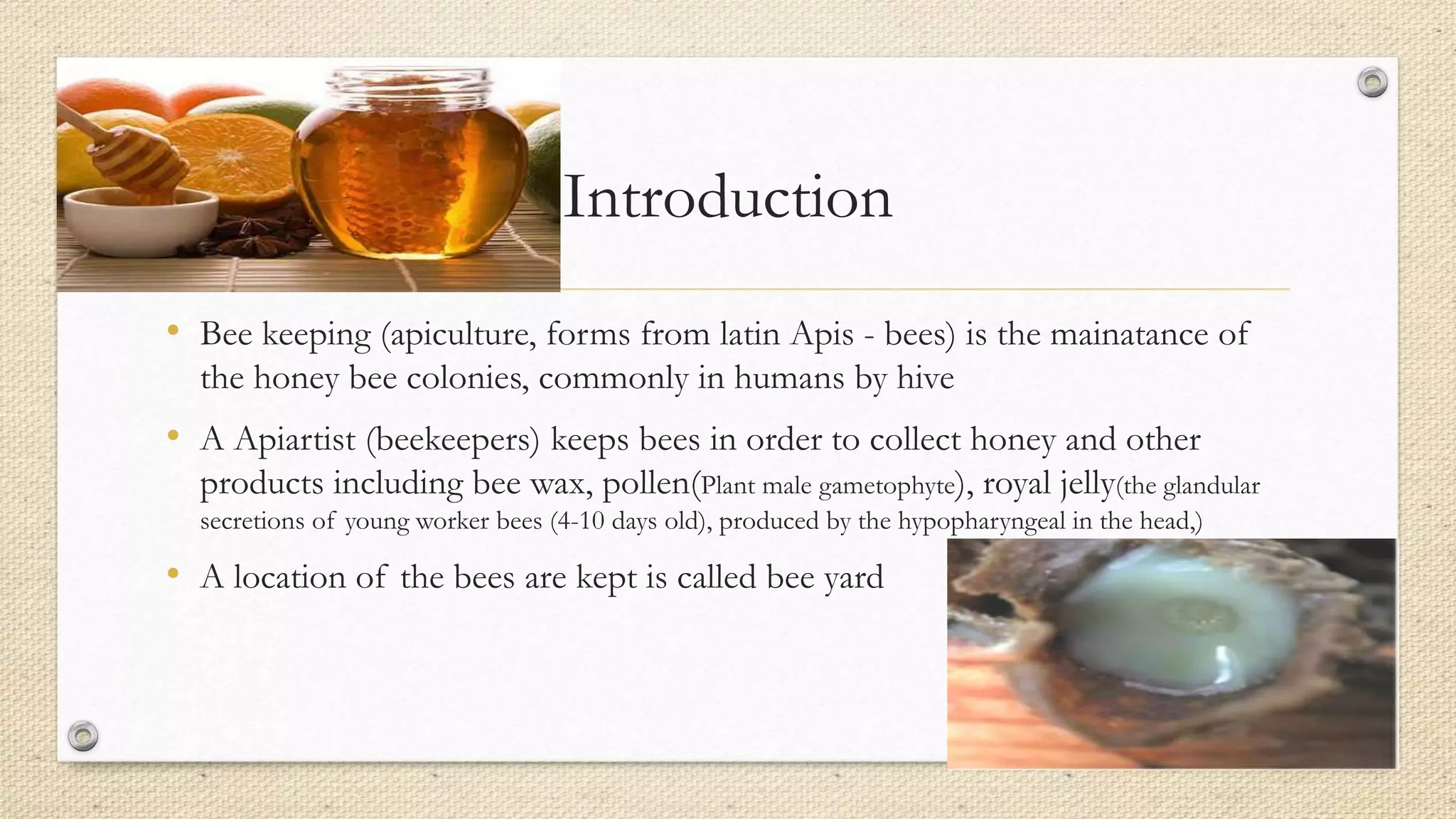 Apiculture | PPTX