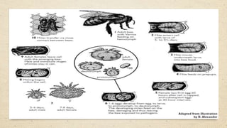 Apiculture | PPTX