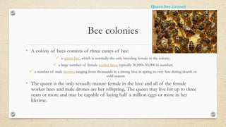 Apiculture | PPTX