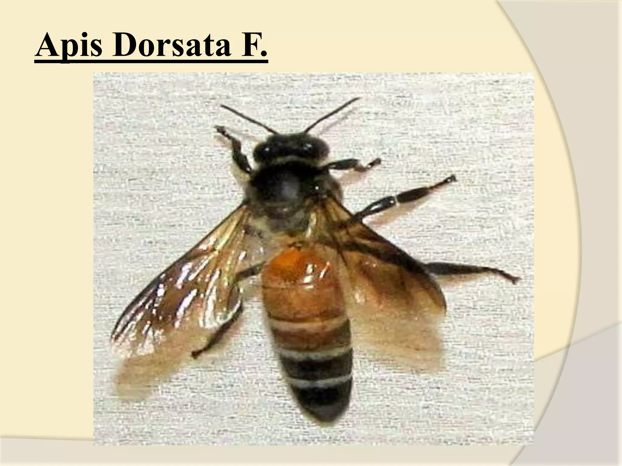 Apiculture: introduction, species types and different methods of ...