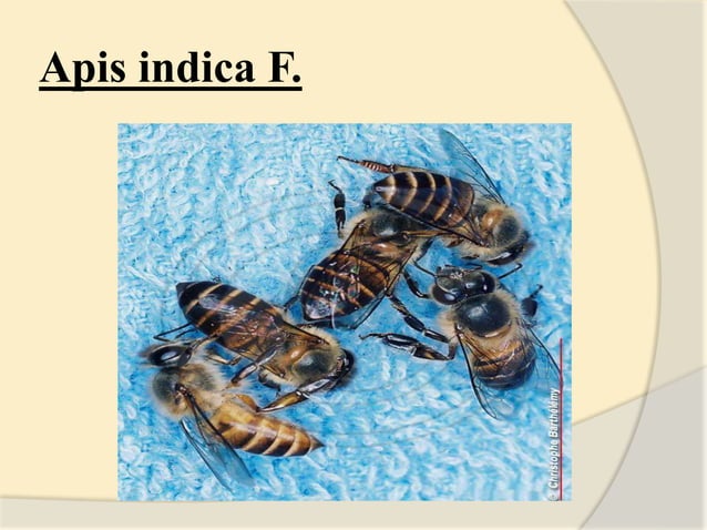 Apiculture: introduction, species types and different methods of ...