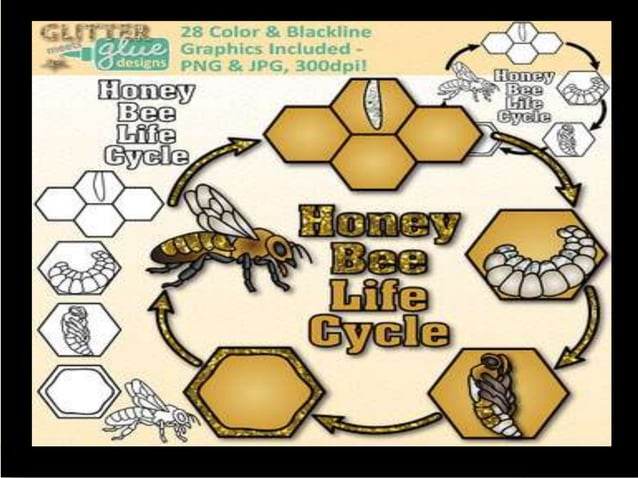 Apiculture: introduction, species types and different methods of ...