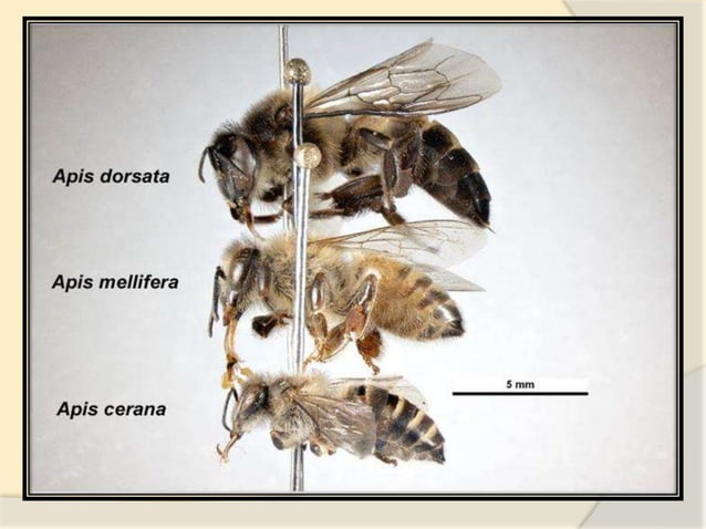 Apiculture: introduction, species types and different methods of ...