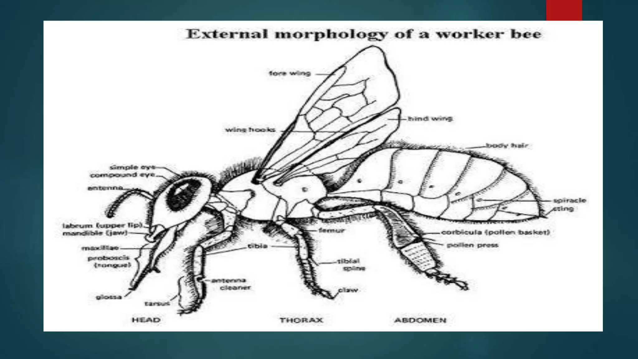 Morphology of Honey Bee | PPTX