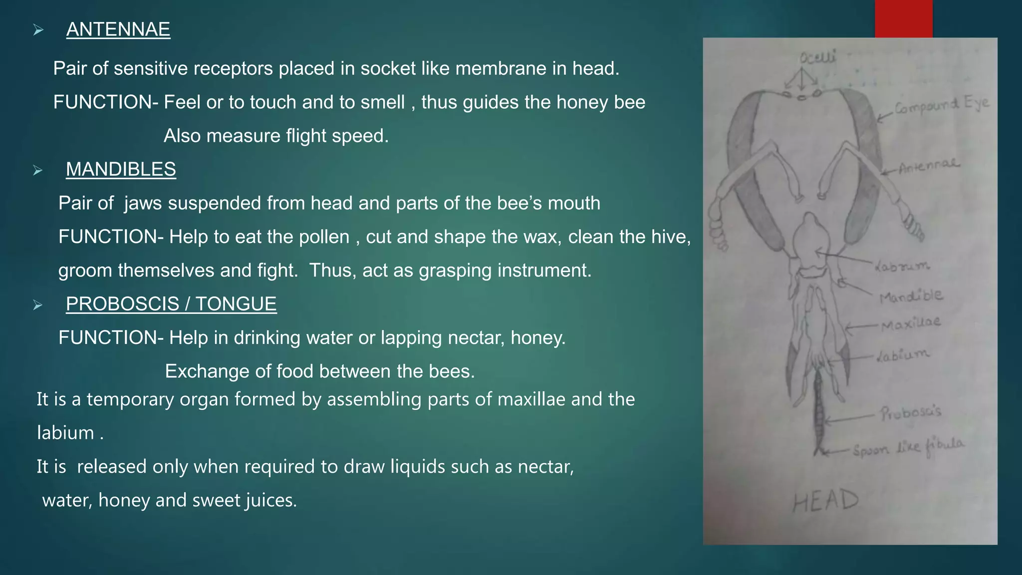 Morphology of Honey Bee | PPTX