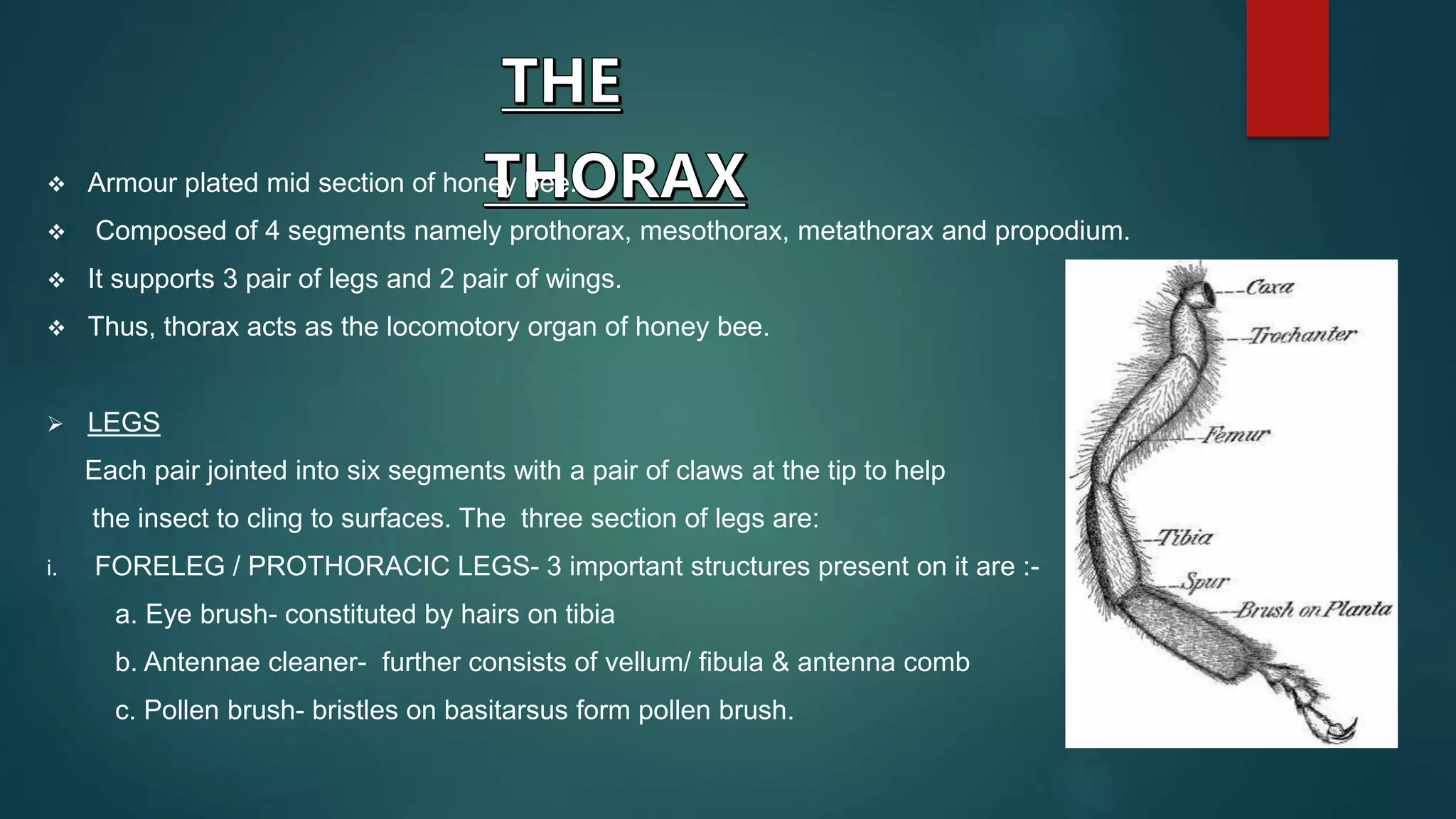 Morphology of Honey Bee | PPTX