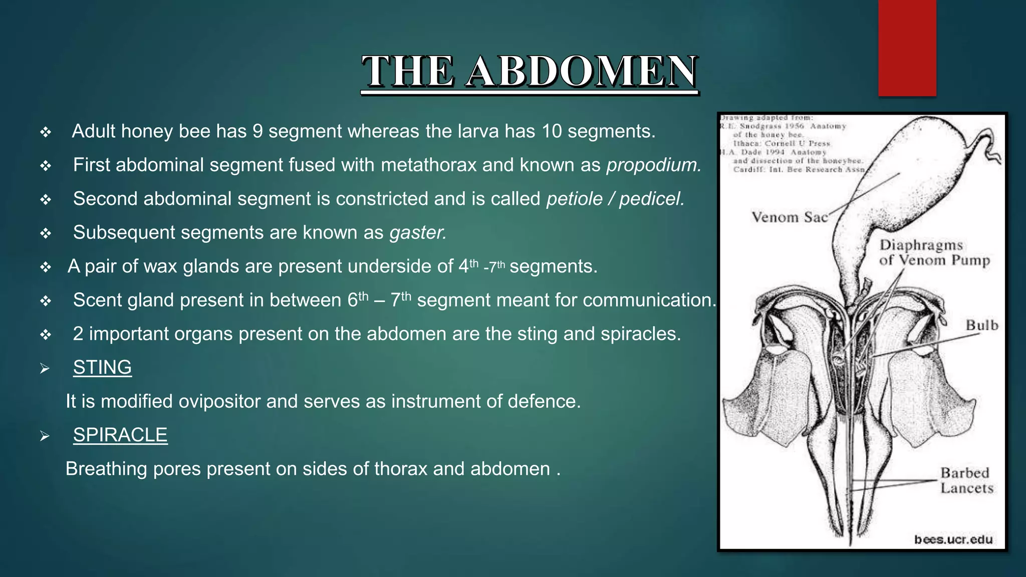 Morphology of Honey Bee | PPTX