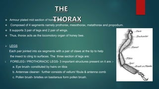 Morphology of Honey Bee | PPTX