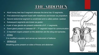 Morphology of Honey Bee | PPTX
