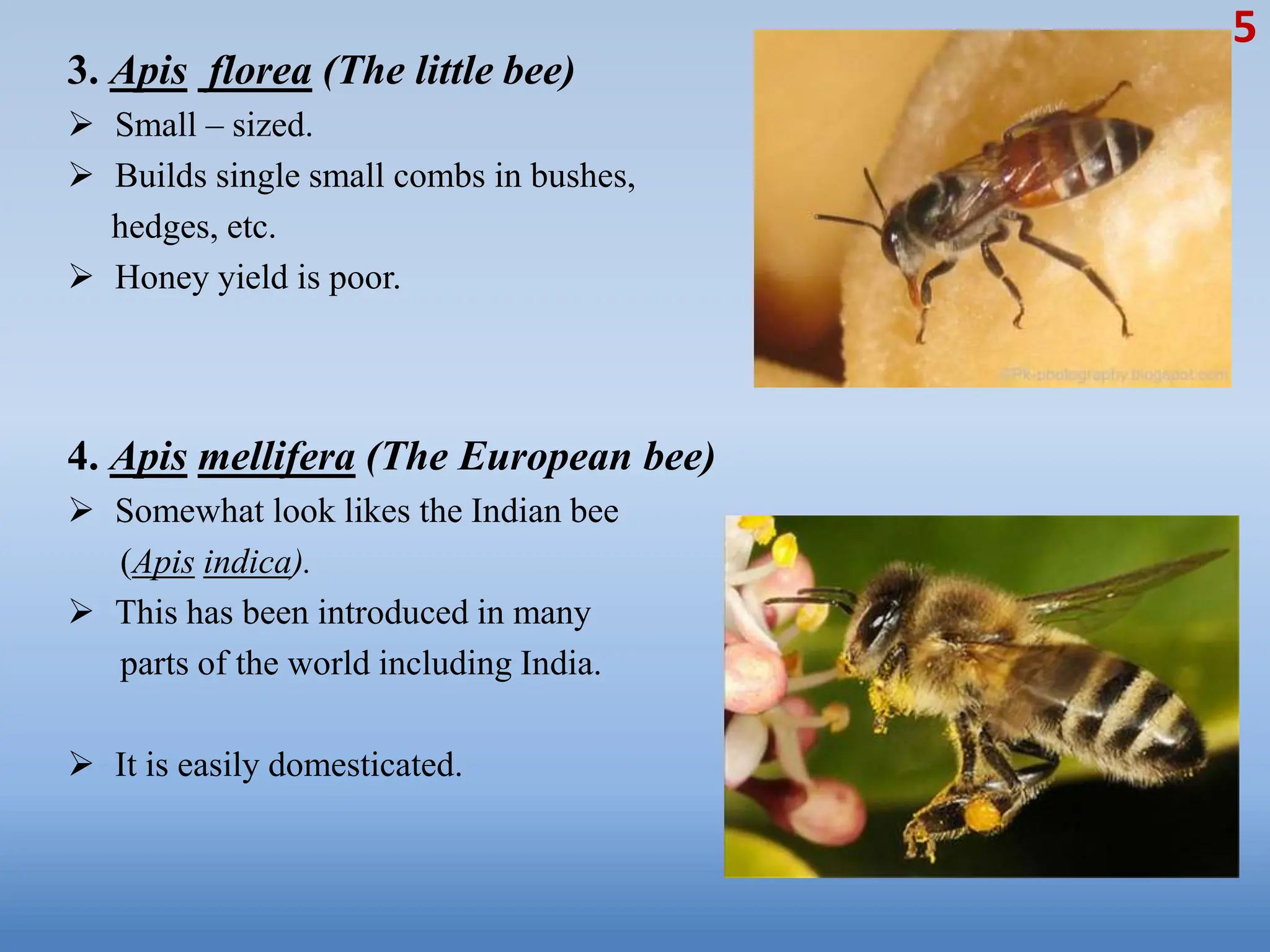 apiculture and its advantages and disadvantages | PDF