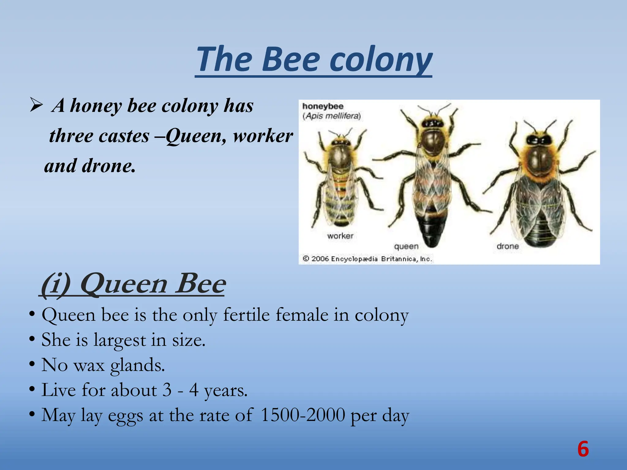 apiculture and its advantages and disadvantages | PDF