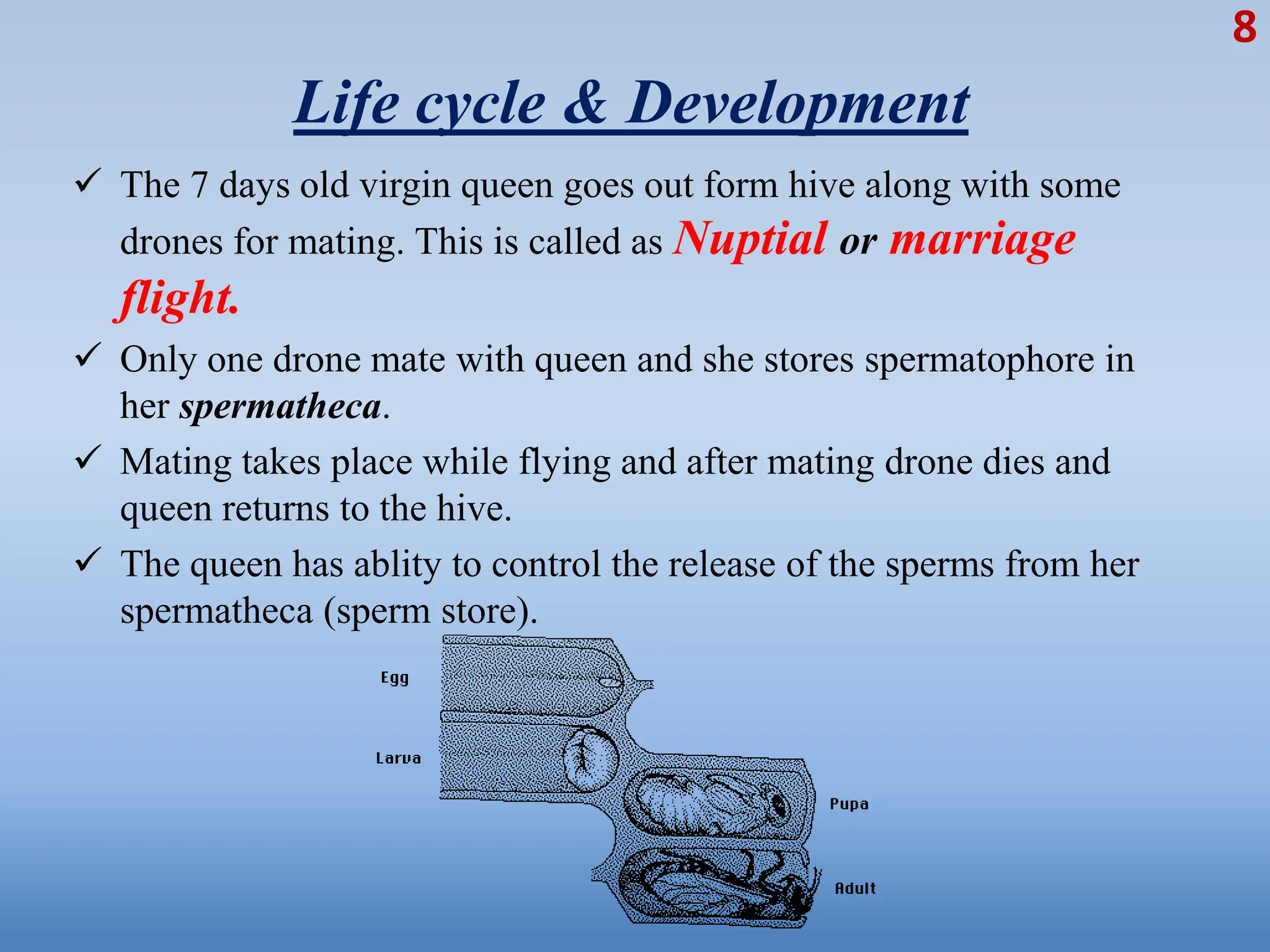 apiculture and its advantages and disadvantages | PDF