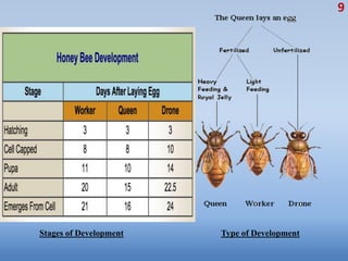 apiculture and its advantages and disadvantages | PDF