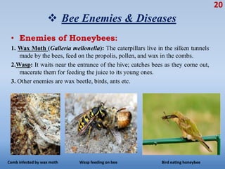 apiculture and its advantages and development | PDF