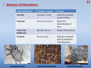 apiculture and its advantages and development | PDF
