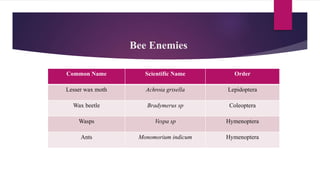 Apiculture | PPTX