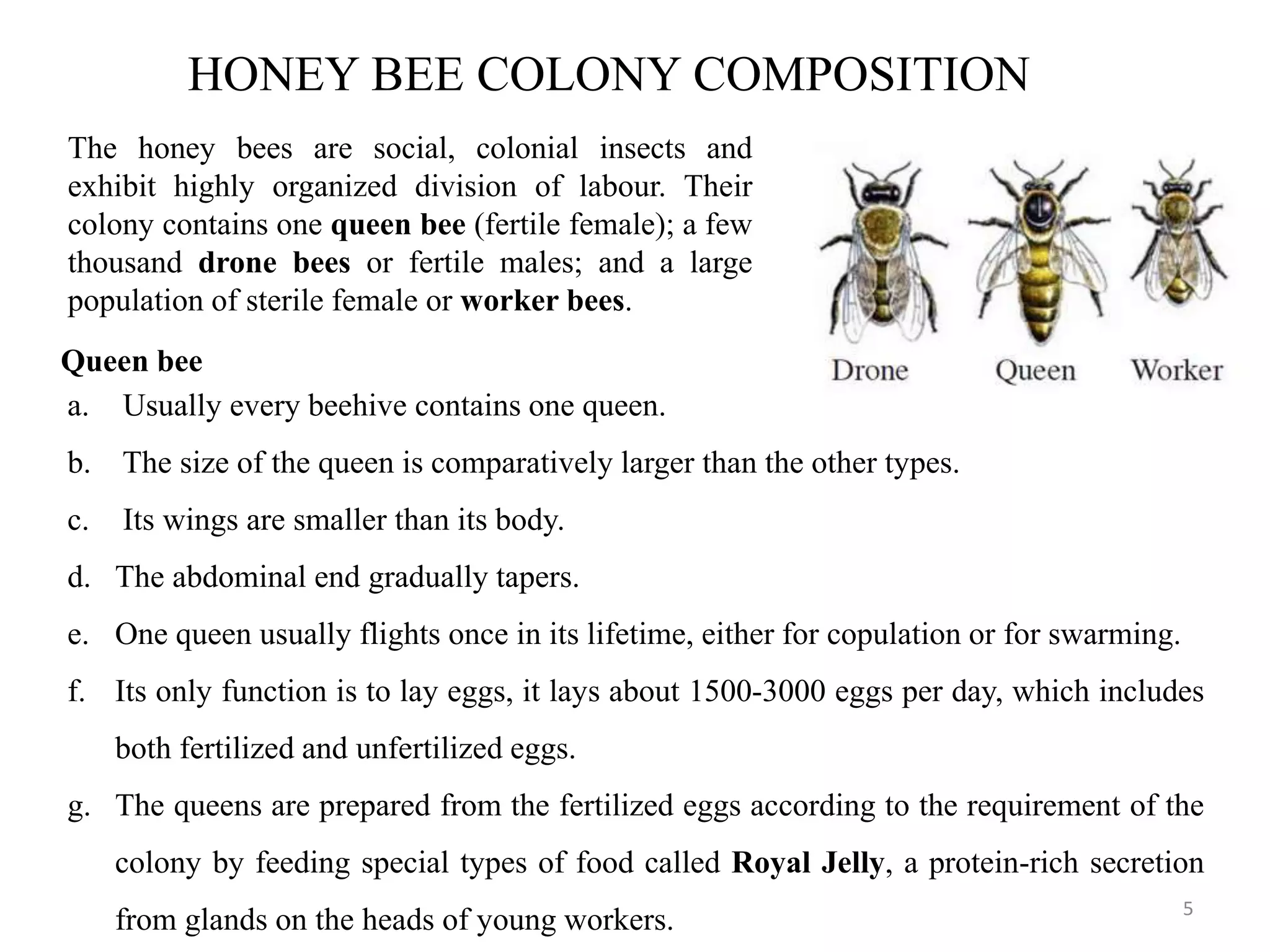 Apiculture | PPTX