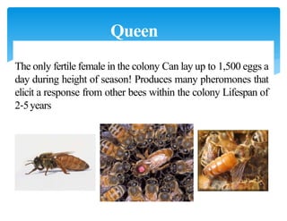 Apiculture | PDF | Beekeeping | Hobbies & Interests