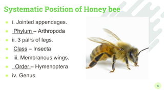 Apiculture | PPTX