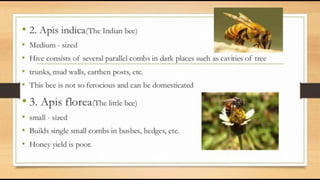Apiculture.pptx