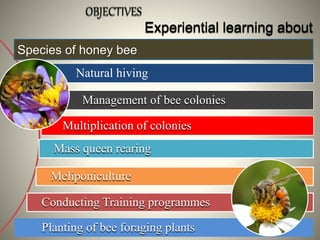 apiculture.pptx