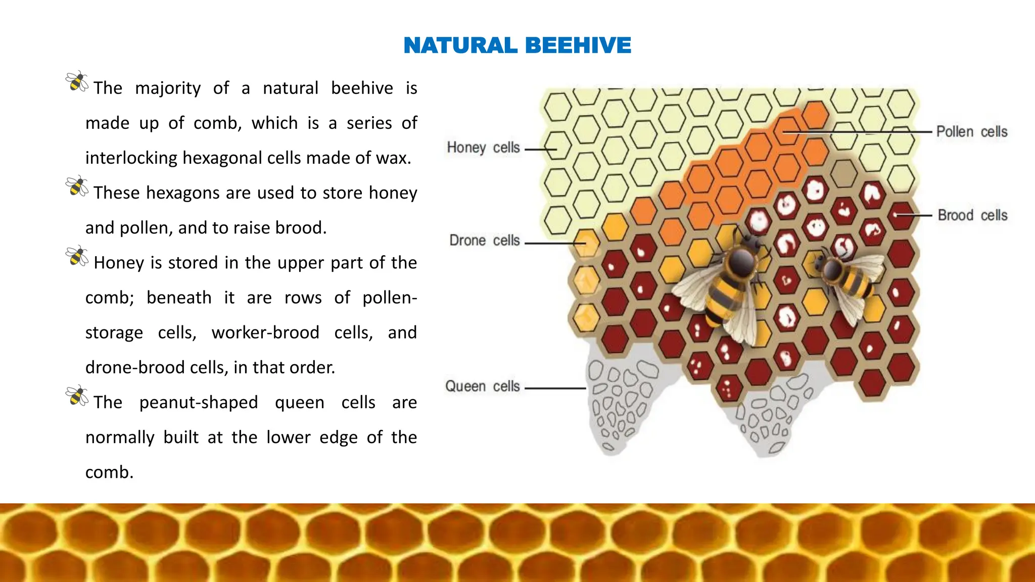 Introduction to Honeybees and Apiculture | PDF