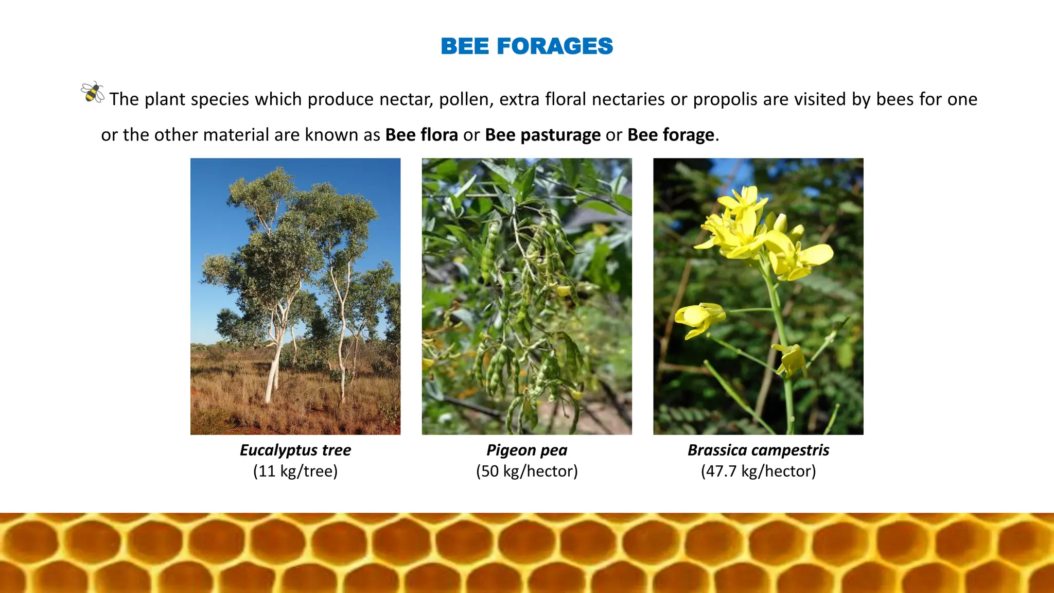 Introduction to Honeybees and Apiculture | PDF